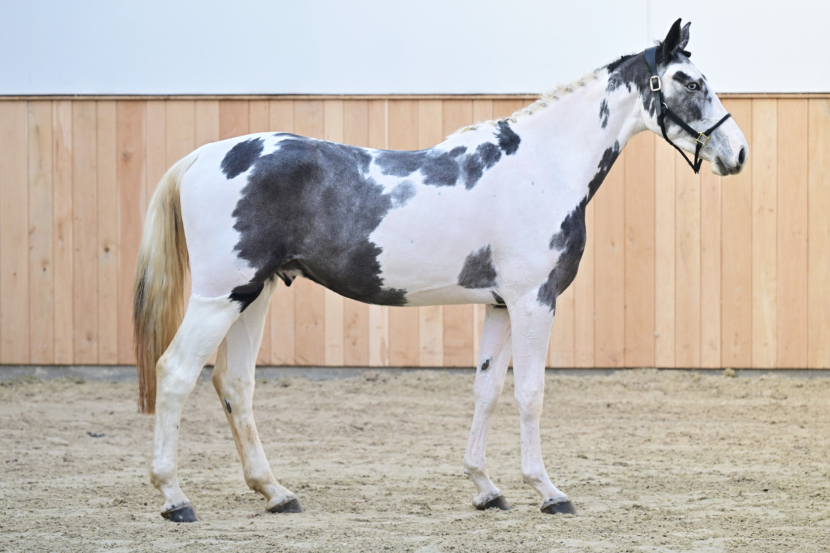 MICKEY BLUE EYES OL - Eye-catcher by BALOU DU ROUET out of 1.60m jumping GOLDEN WAVE OL ...